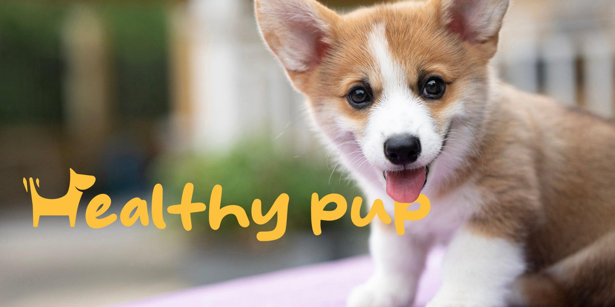 Healthy Pup Puppy Supplements: The Best Start for Your Puppy — Shop ...